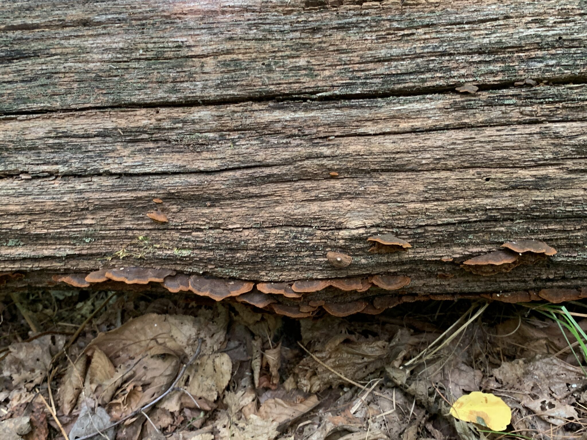 Hymenochaete rubiginosa (Oak Curtain Crust) - Mushrooms of CT