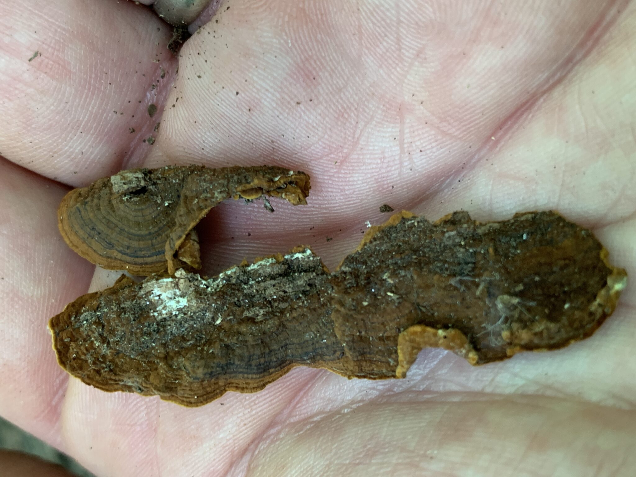Hymenochaete rubiginosa (Oak Curtain Crust) - Mushrooms of CT