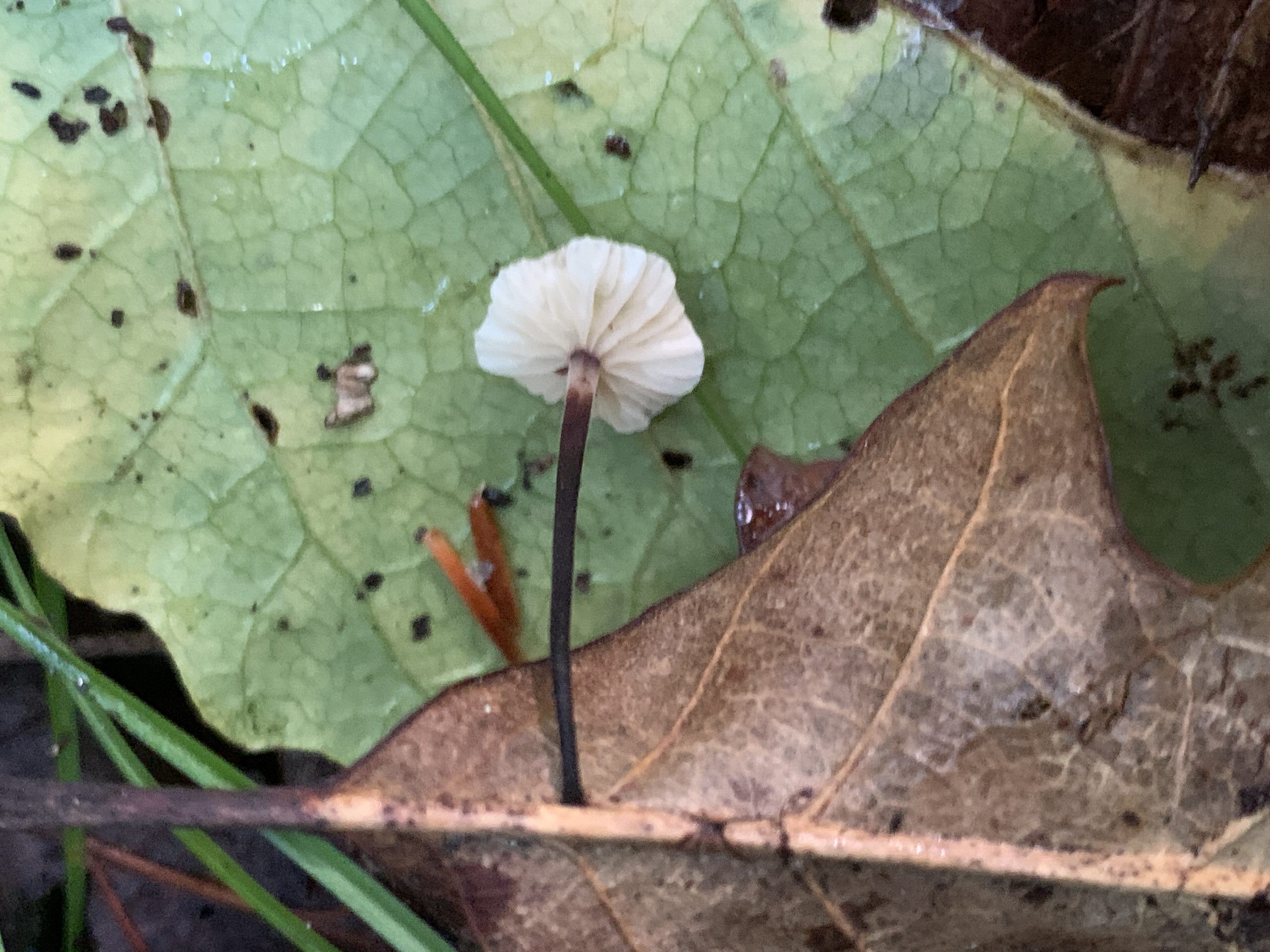 Marasmius delectans - Mushrooms of CT