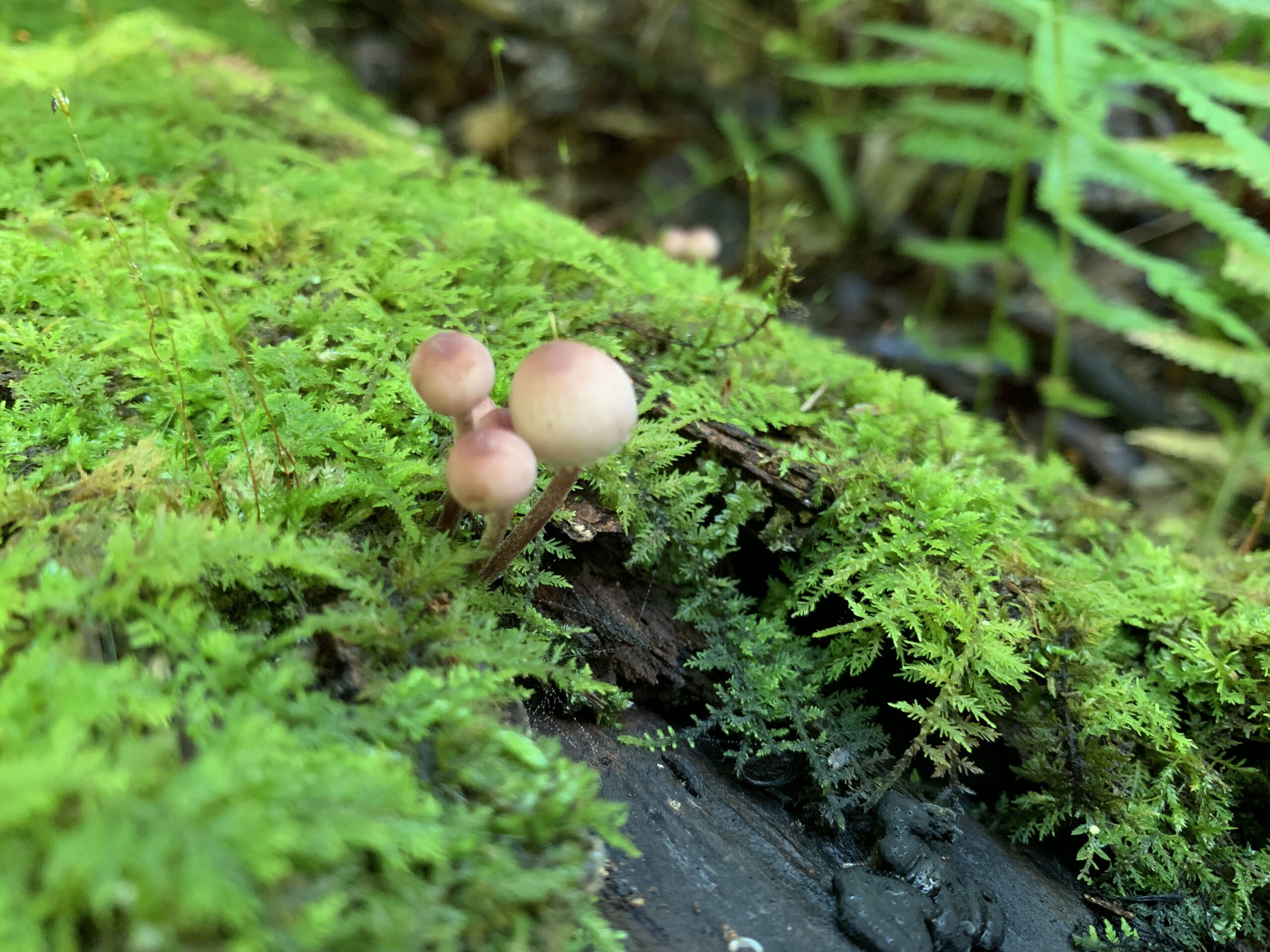 Mycena haematopus (Bleeding Fairy Helmet) - Mushrooms of CT