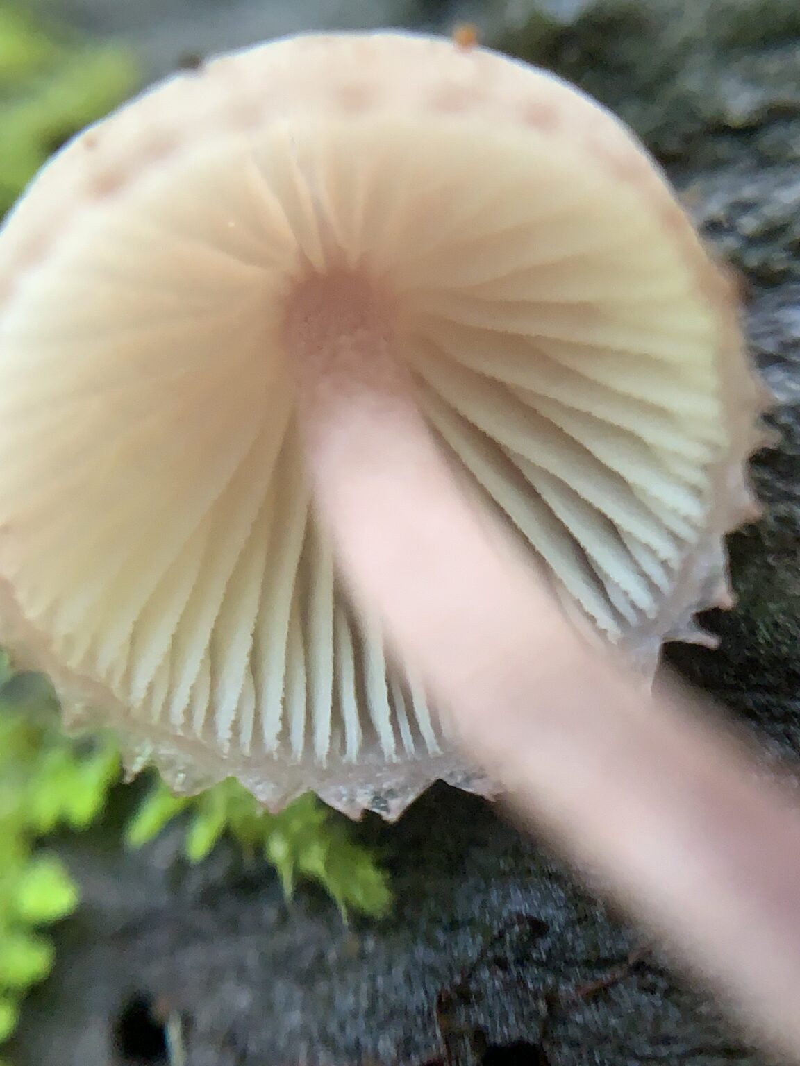 Mycena haematopus (Bleeding Fairy Helmet) - Mushrooms of CT