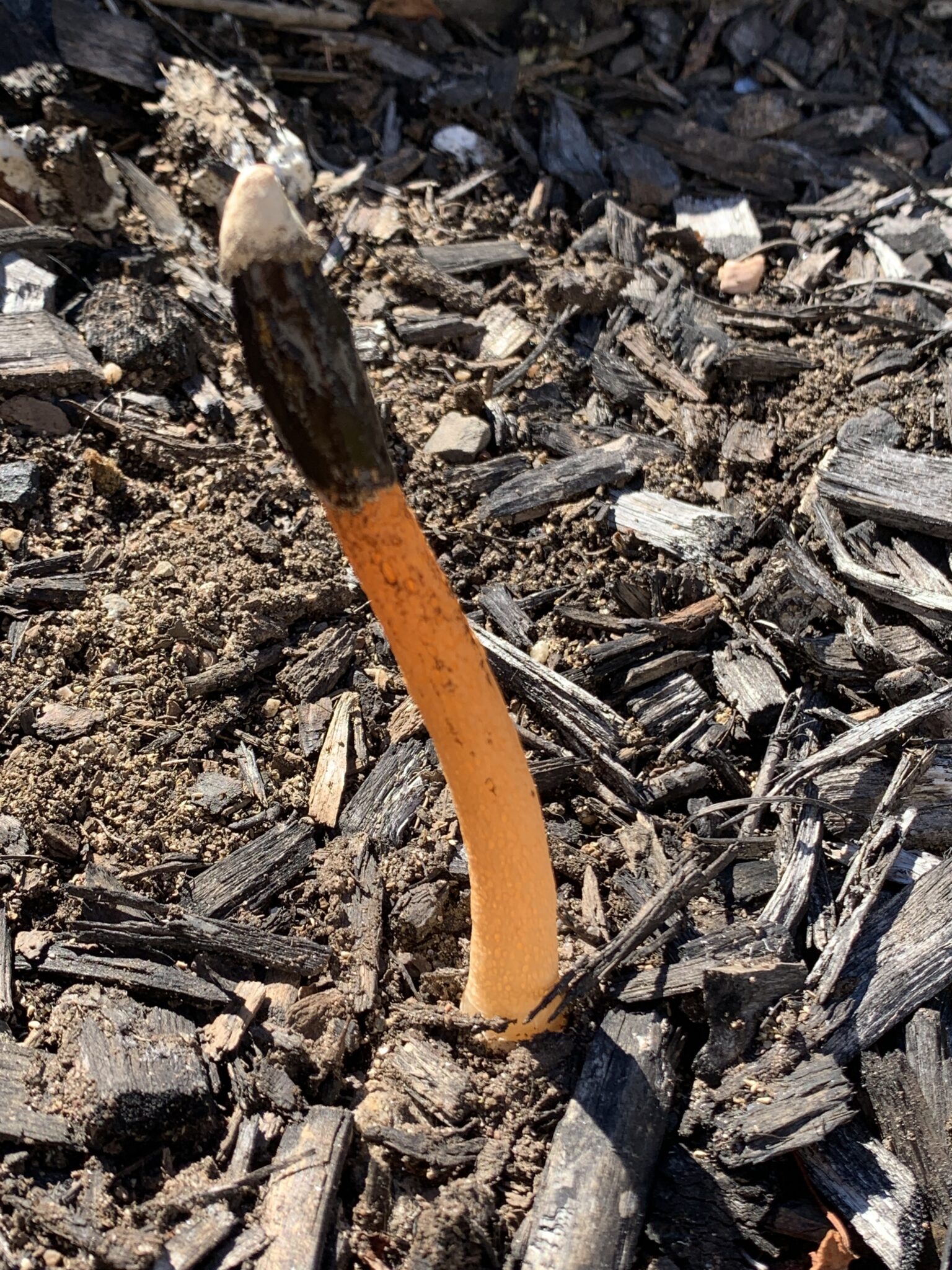 Mutinus elegans ( devil’s dipstick ) - Mushrooms of CT