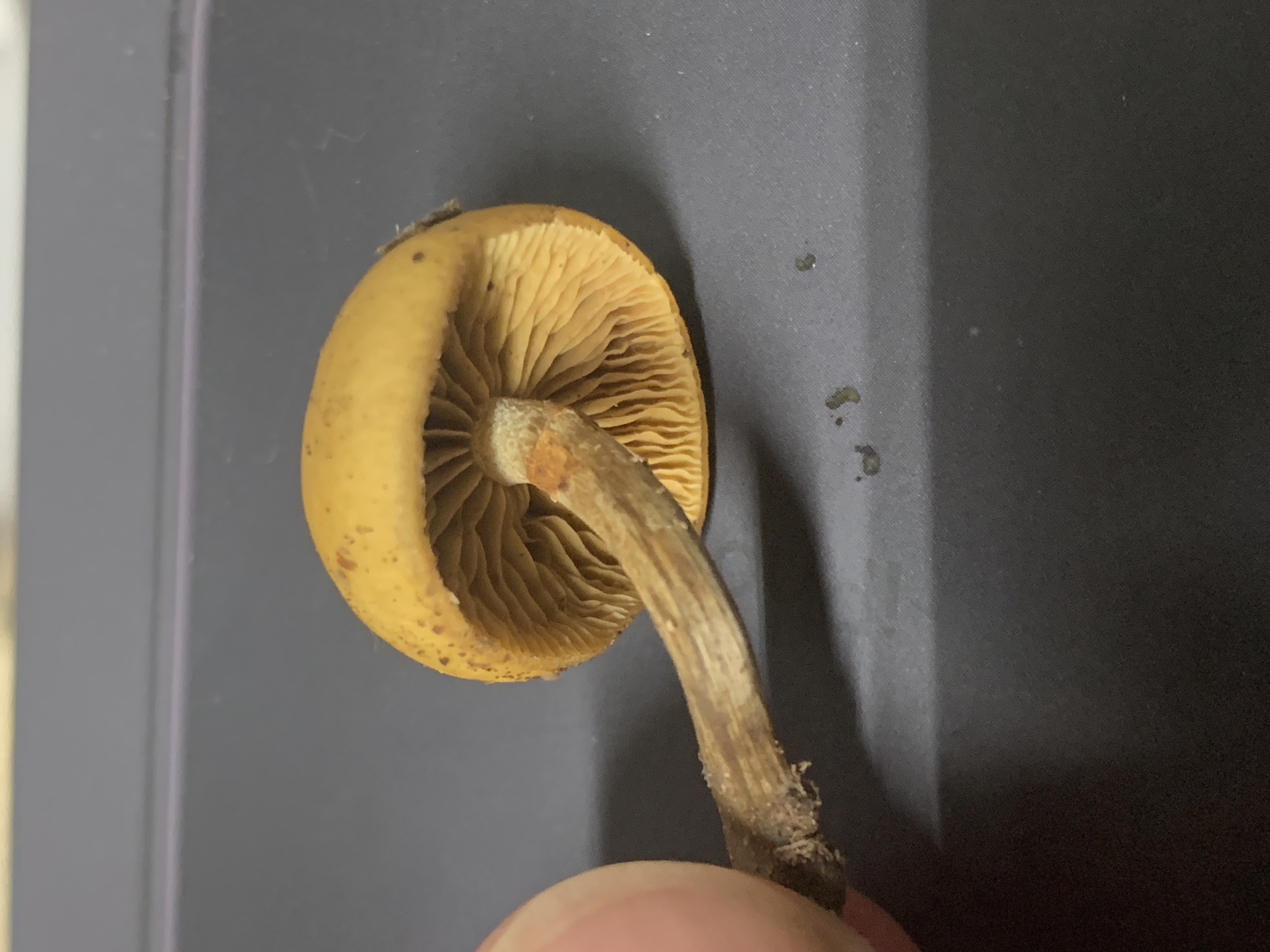 Galerina marginata ( Funeral Bell ) - Mushrooms of CT