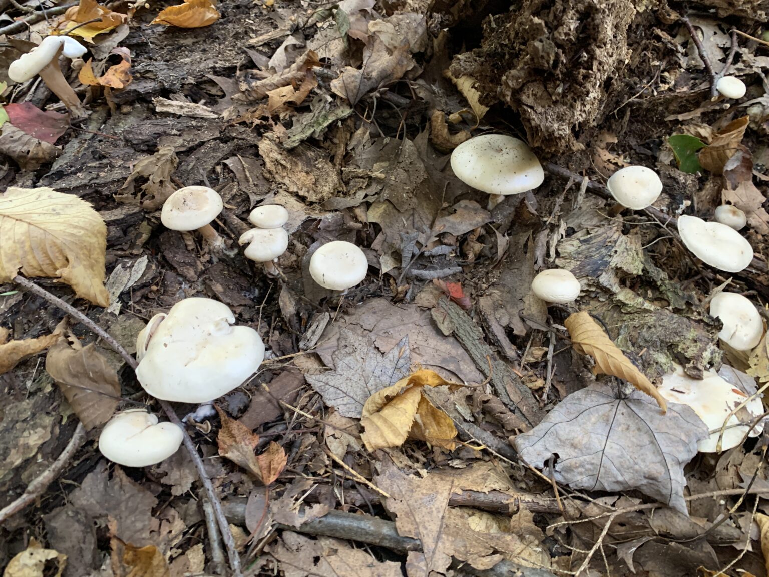 Infundibulicybe gibba ( Common Funnel ) - Mushrooms of CT