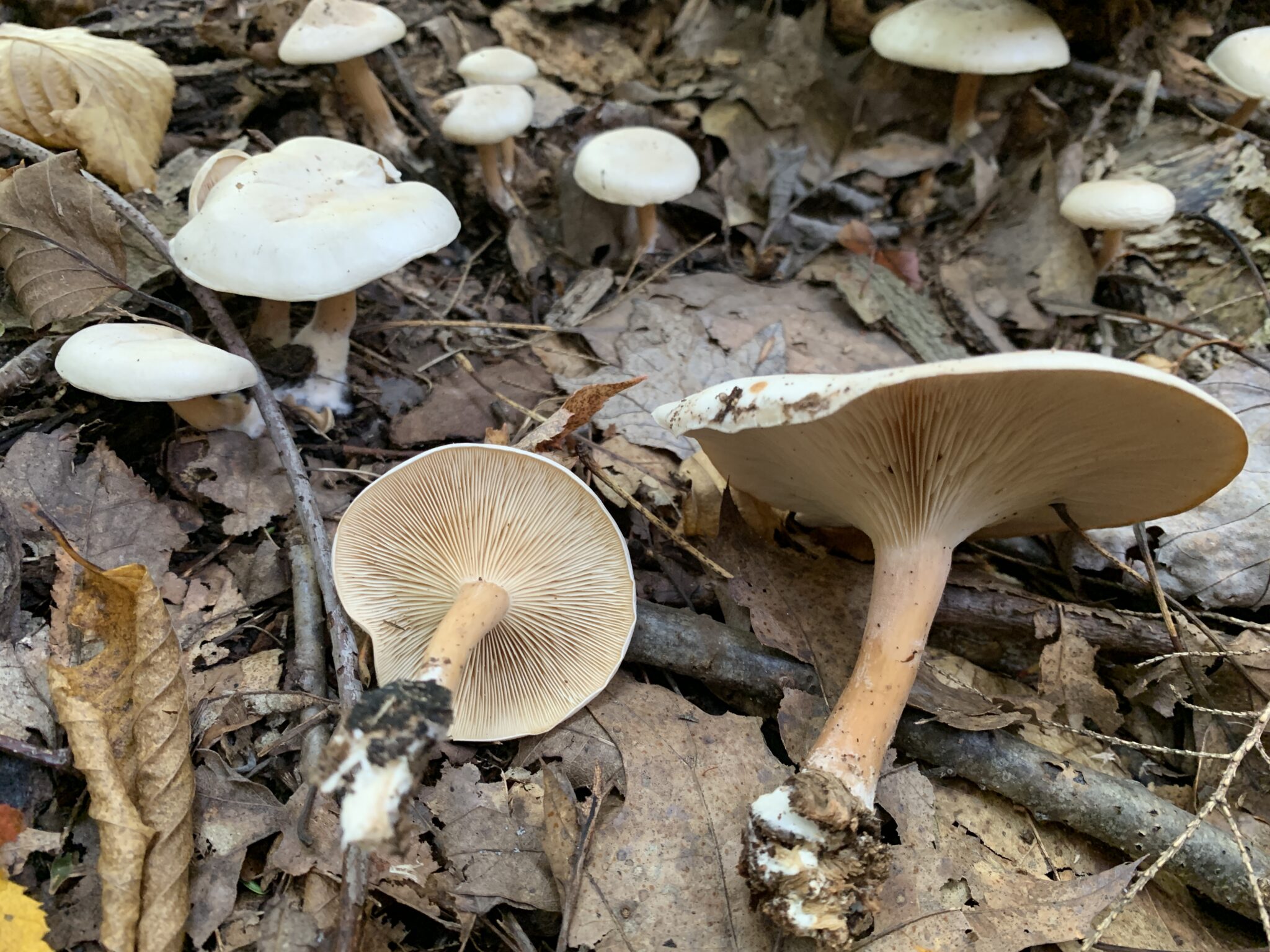 Infundibulicybe gibba ( Common Funnel ) - Mushrooms of CT