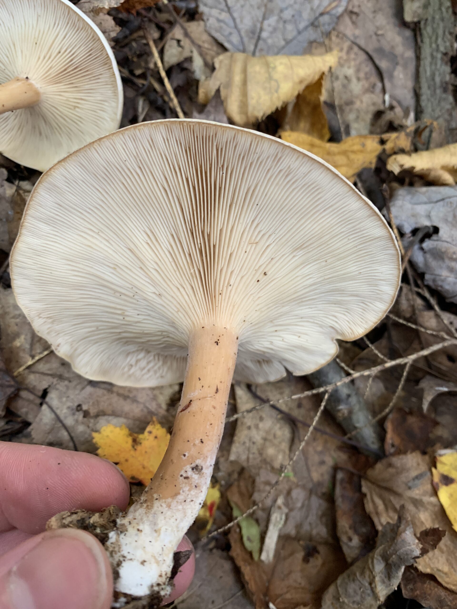 Infundibulicybe gibba ( Common Funnel ) - Mushrooms of CT