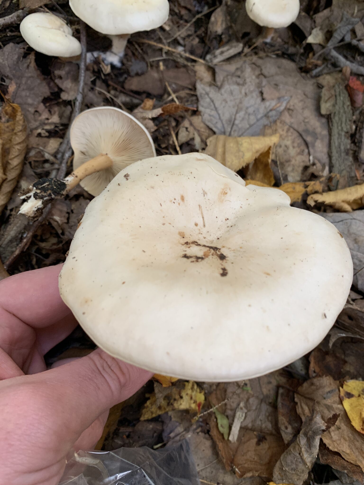 Infundibulicybe gibba ( Common Funnel ) - Mushrooms of CT