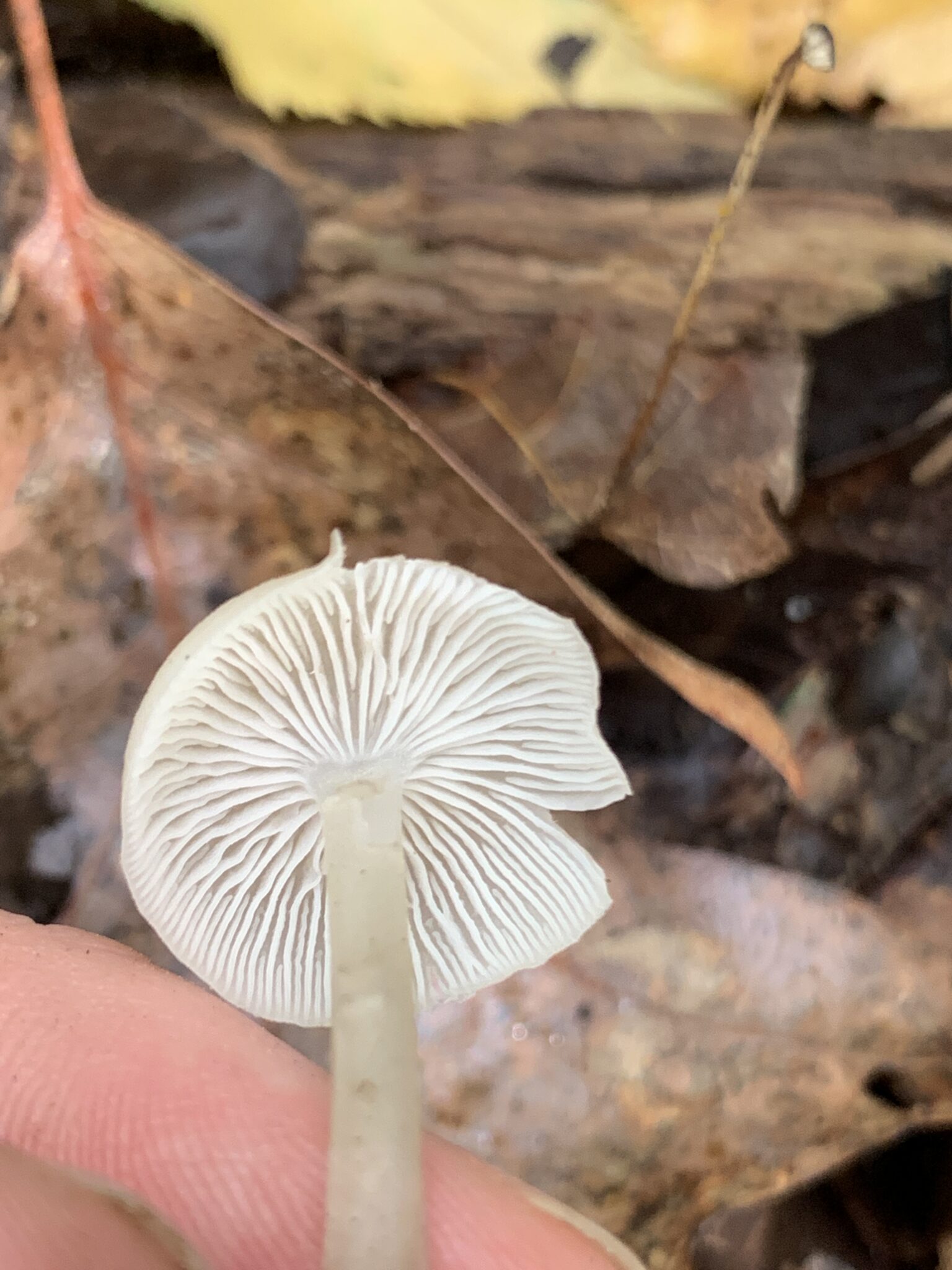 Clitocybula abundans ( Coin Caps ) - Mushrooms of CT