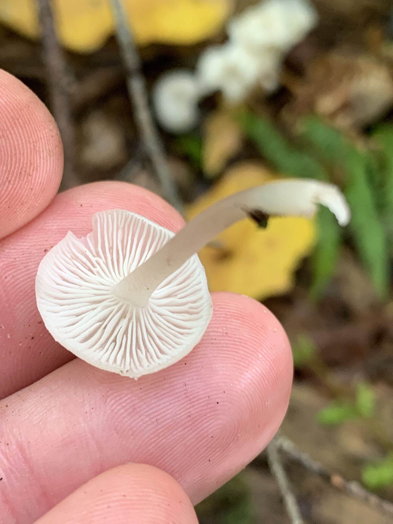 Clitocybula abundans ( Coin Caps ) - Mushrooms of CT