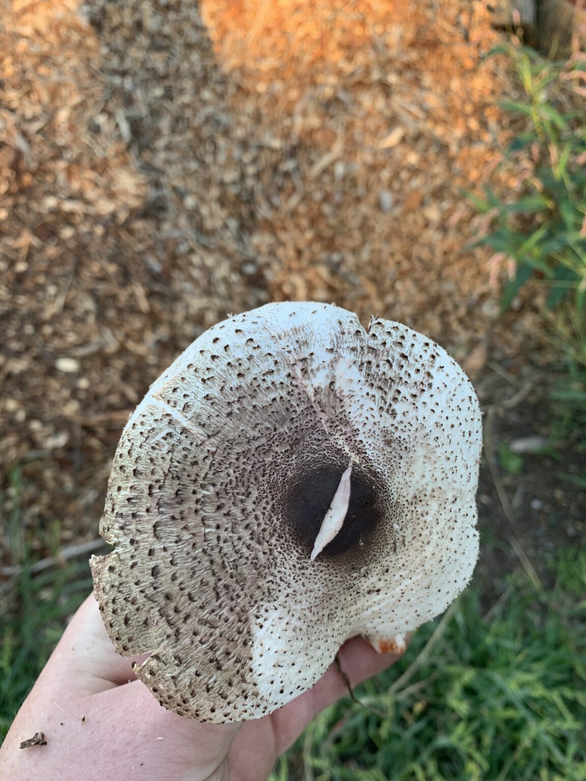 Leucoagaricus americanus ( Reddening Lepiota ) - Mushrooms of CT