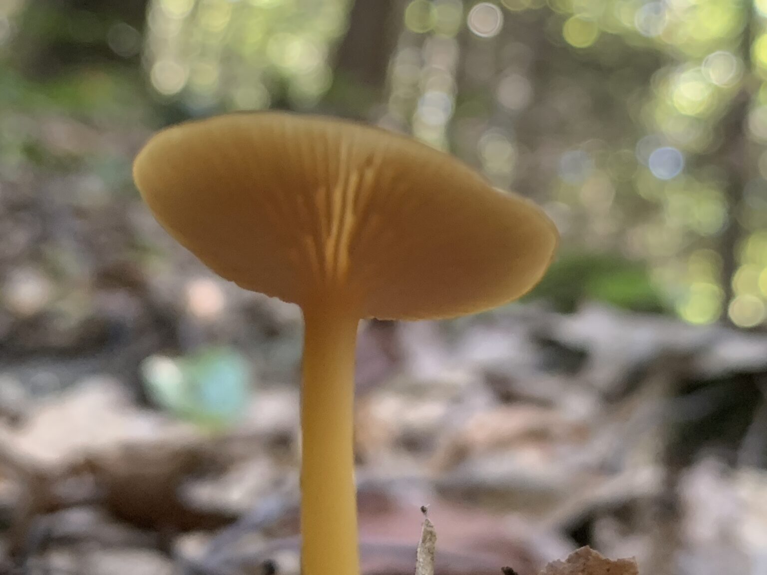 Entoloma unicolor ( unknown pale orange ) - Mushrooms of CT