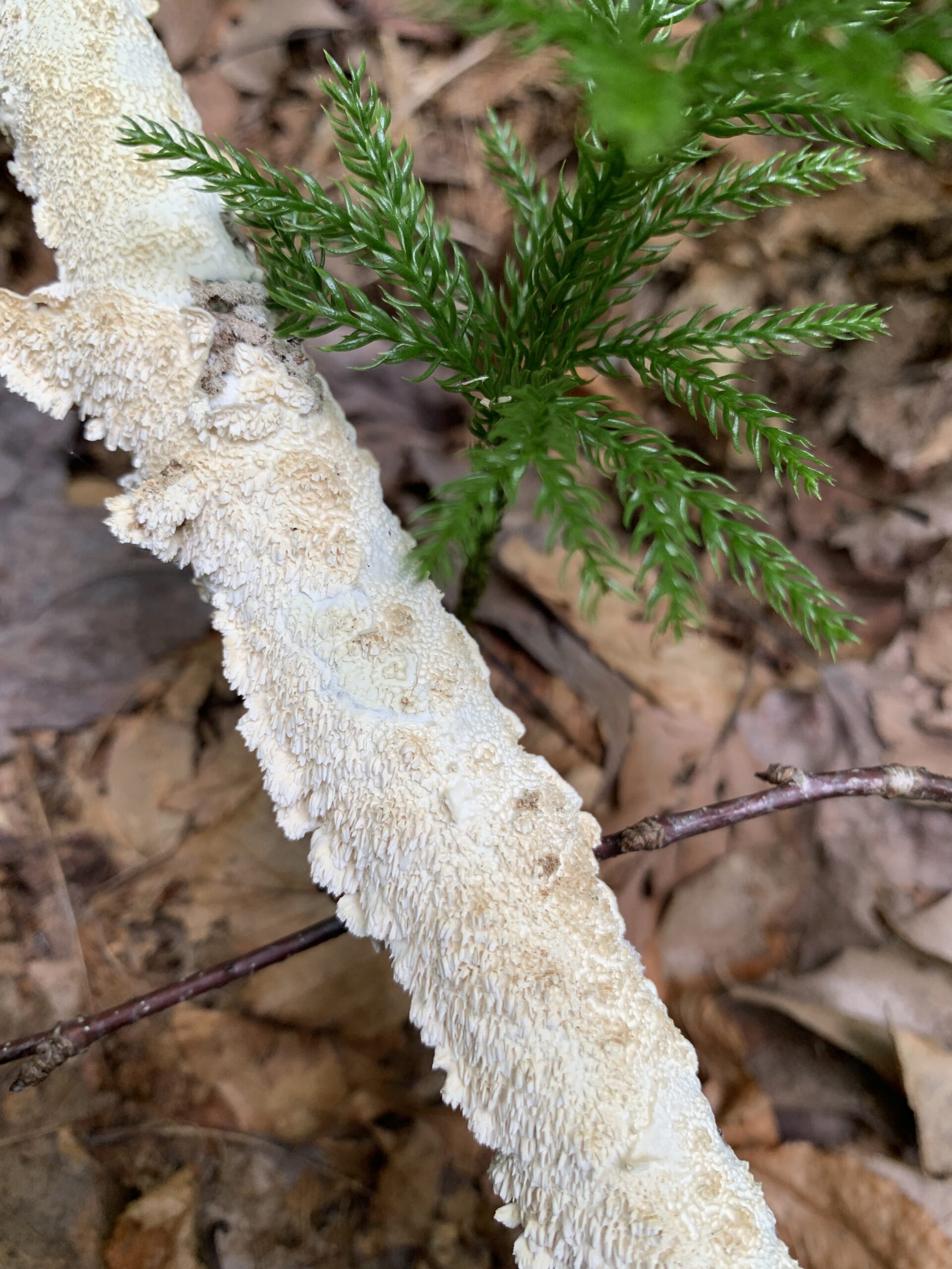 Irpex lacteus ( Milk-white Toothed Polypore ) - Mushrooms of CT