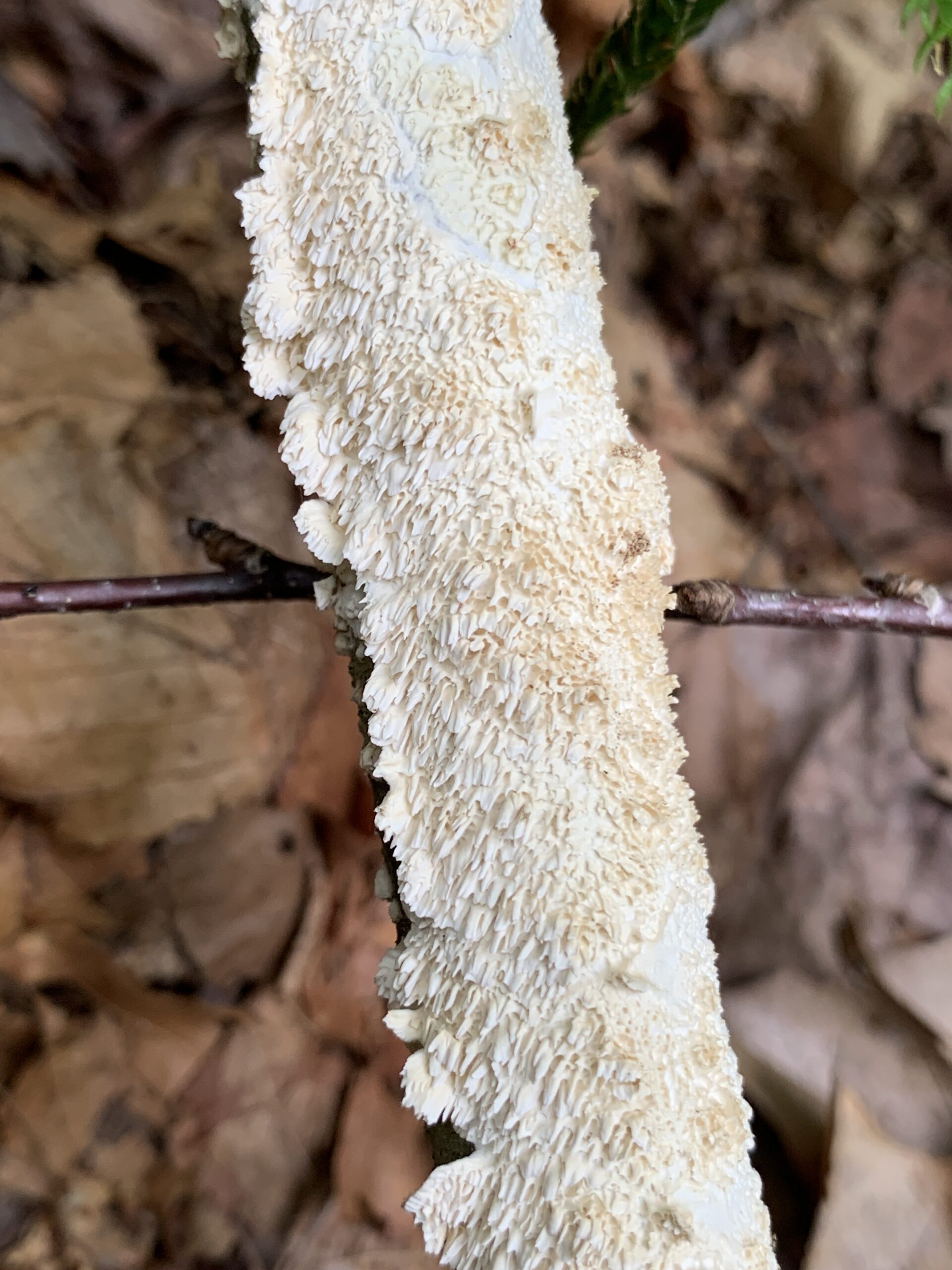 Irpex lacteus ( Milk-white Toothed Polypore ) - Mushrooms of CT
