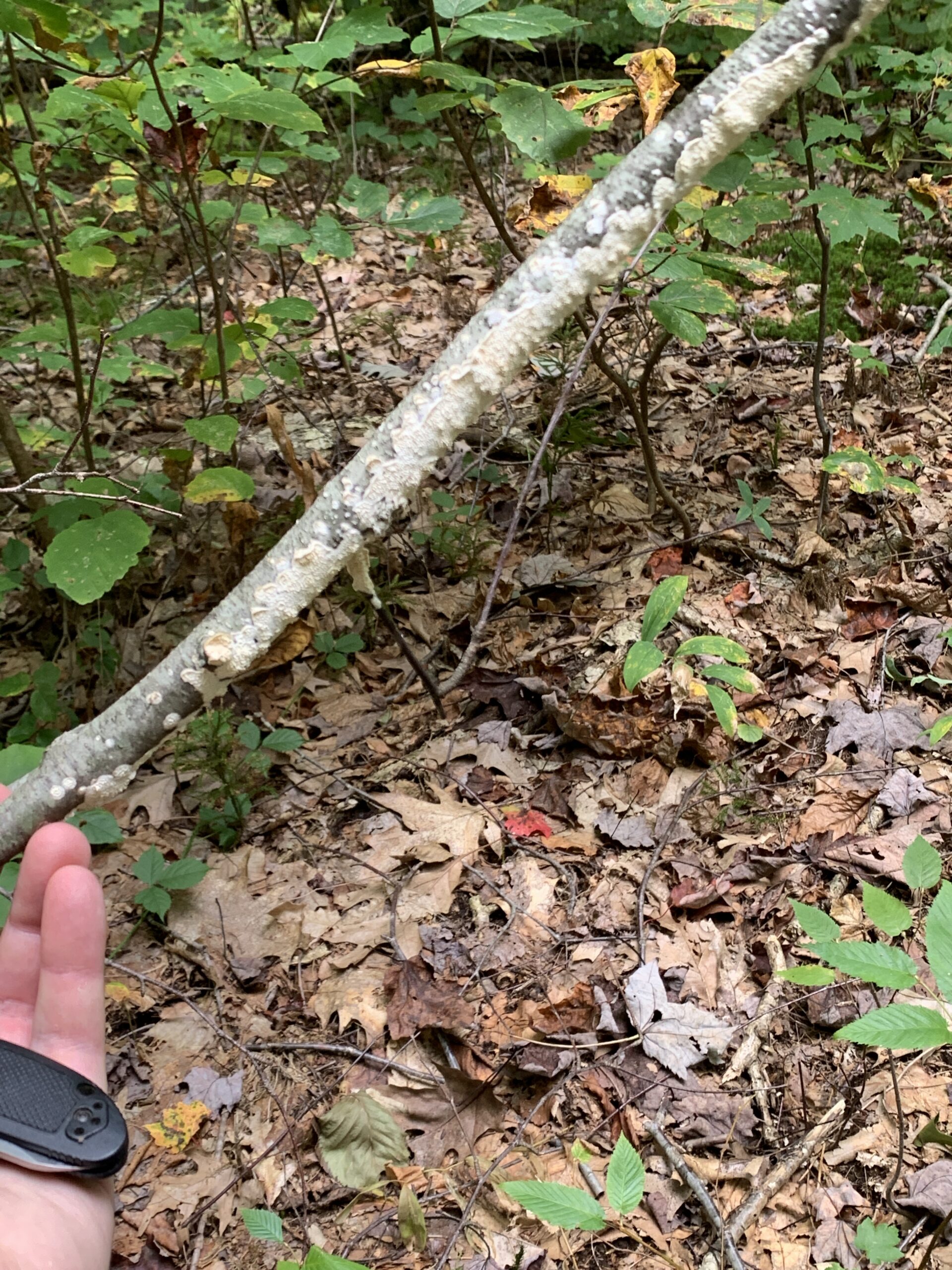 Irpex lacteus ( Milk-white Toothed Polypore ) - Mushrooms of CT