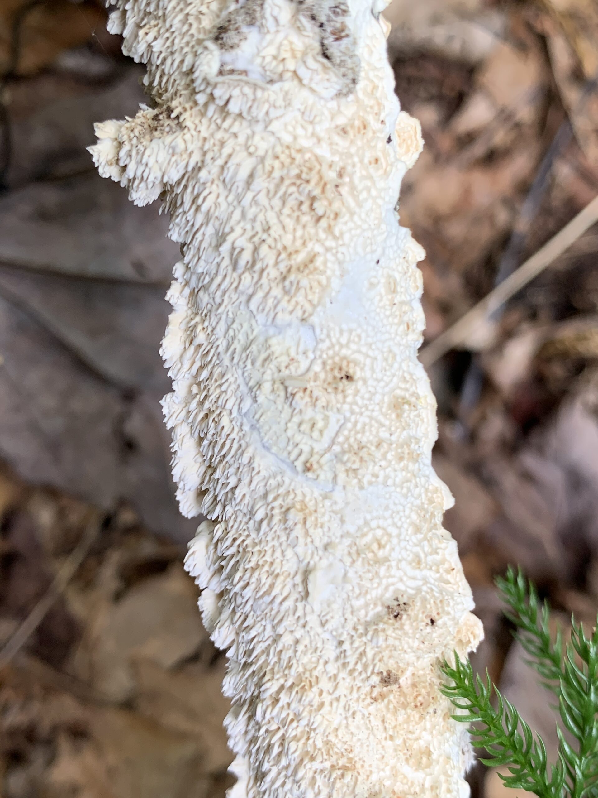 Irpex lacteus ( Milk-white Toothed Polypore ) - Mushrooms of CT