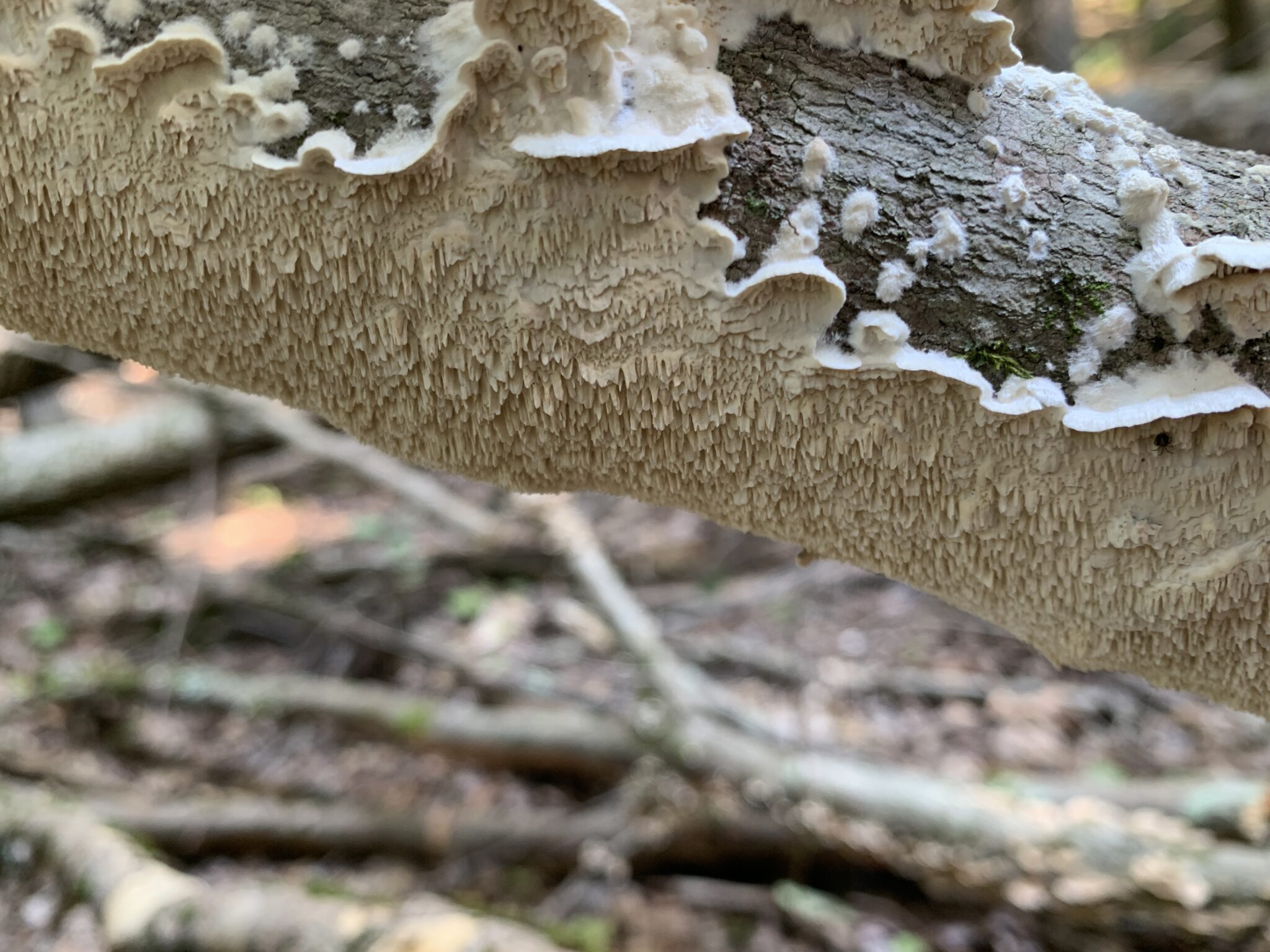 Irpex lacteus ( Milk-white Toothed Polypore ) - Mushrooms of CT