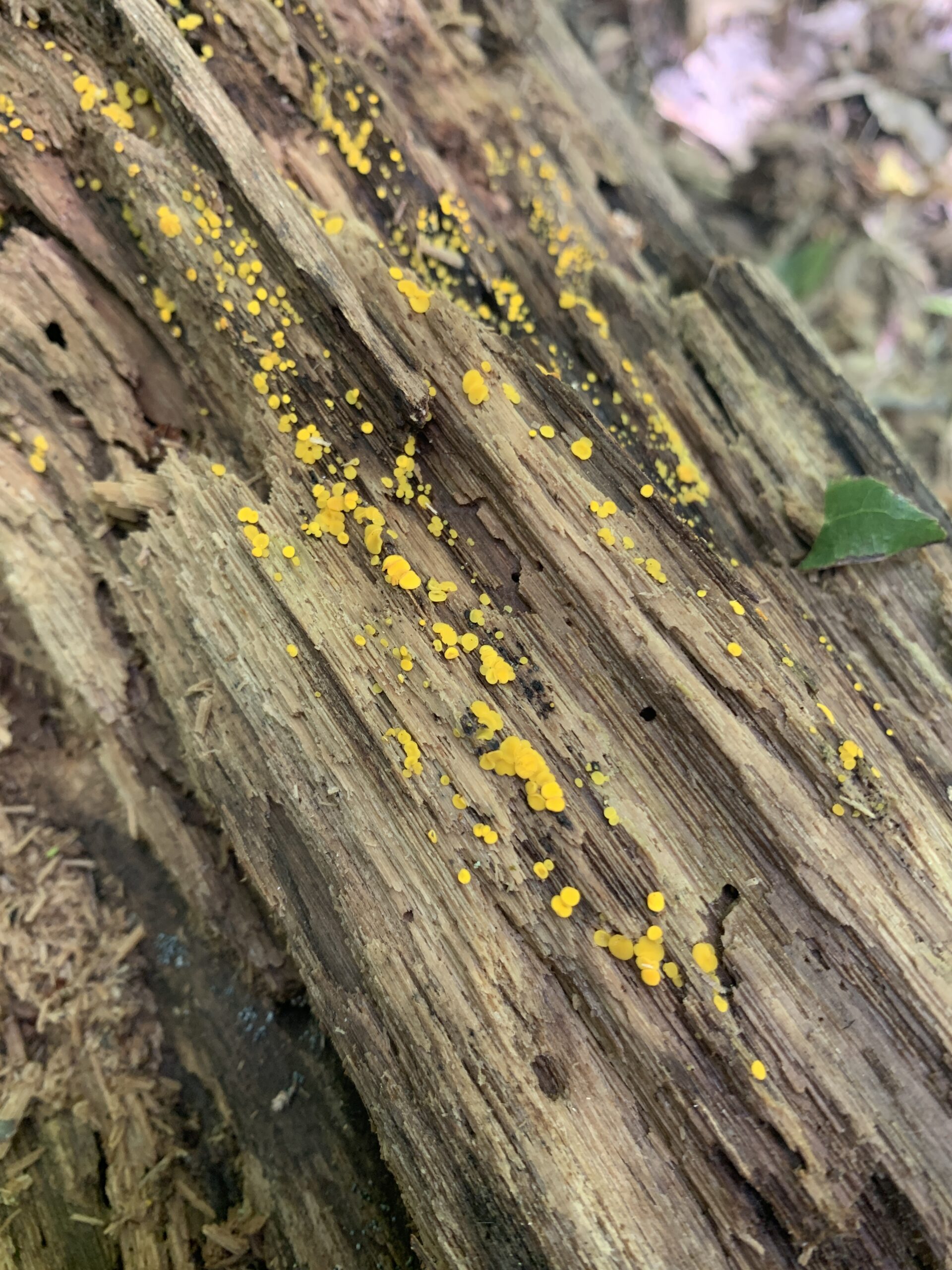 Bisporella citrina ( Lemon Disco / Lemon Cup ) - Mushrooms of CT