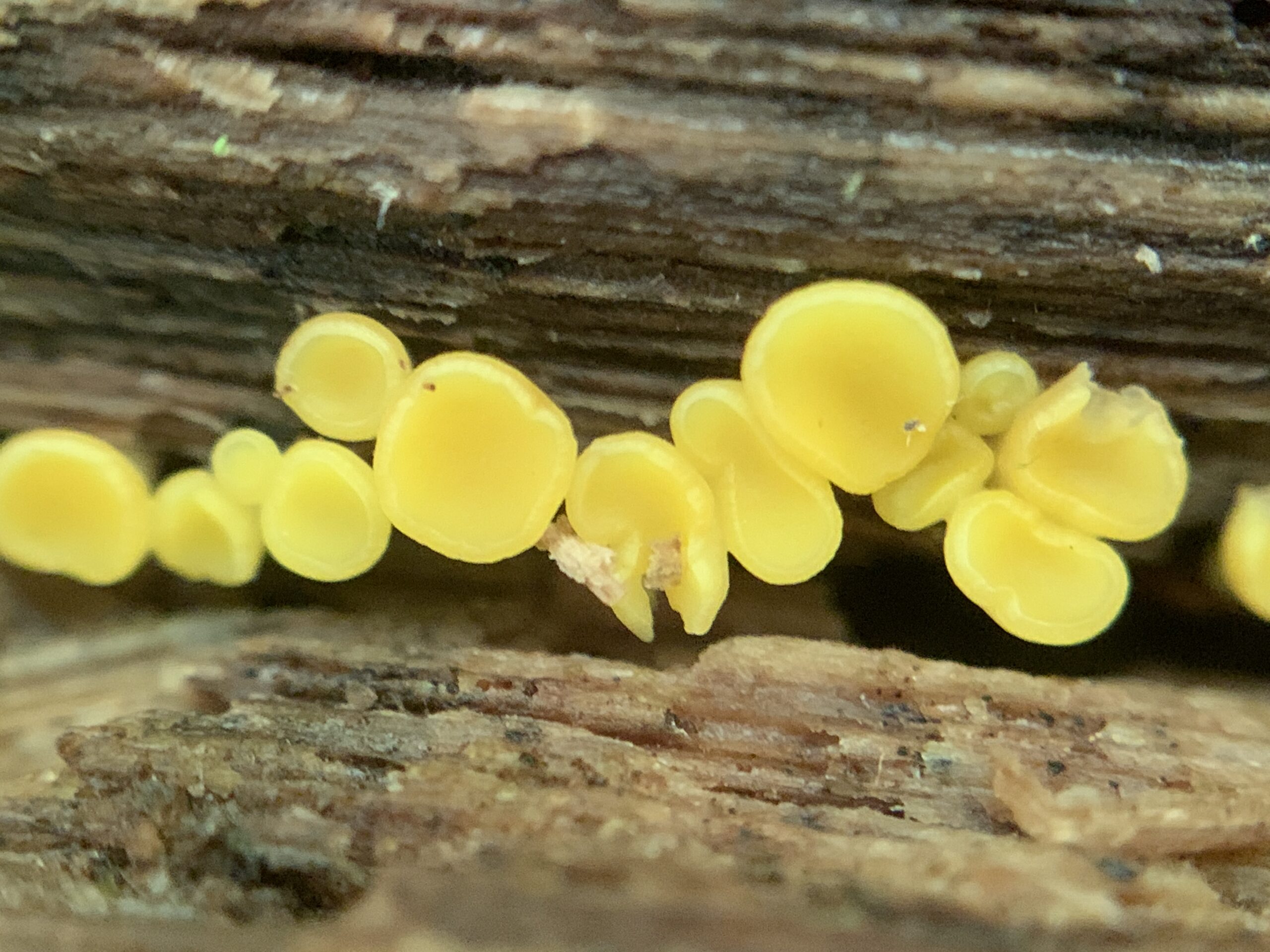 Bisporella citrina ( Lemon Disco / Lemon Cup ) - Mushrooms of CT