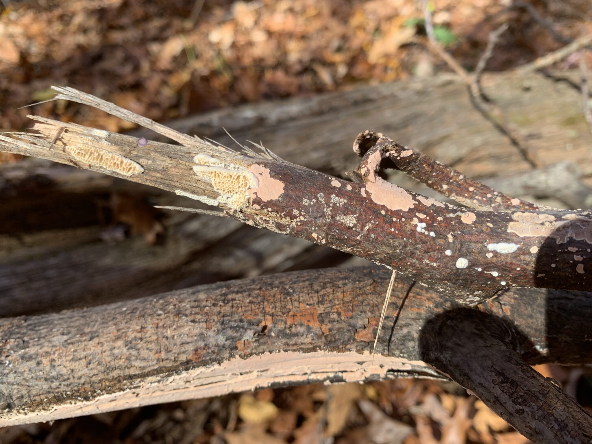 Corticium roseum - Mushrooms of CT