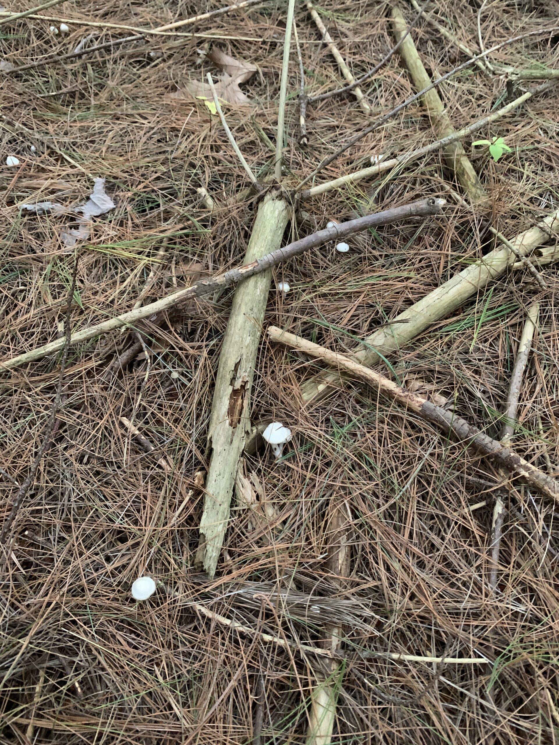 Inocybe geophylla ( White Fibrecap ) - Mushrooms of CT