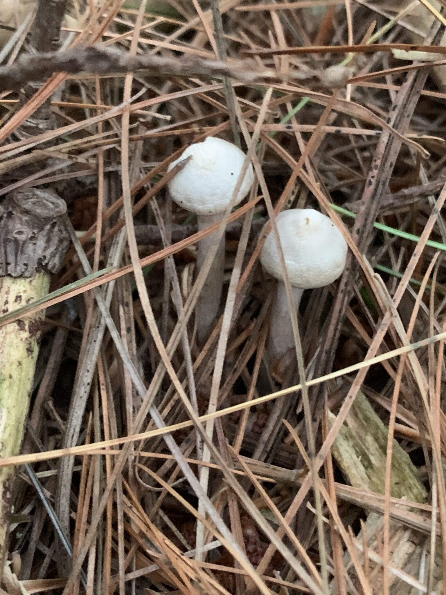 Inocybe geophylla ( White Fibrecap ) - Mushrooms of CT