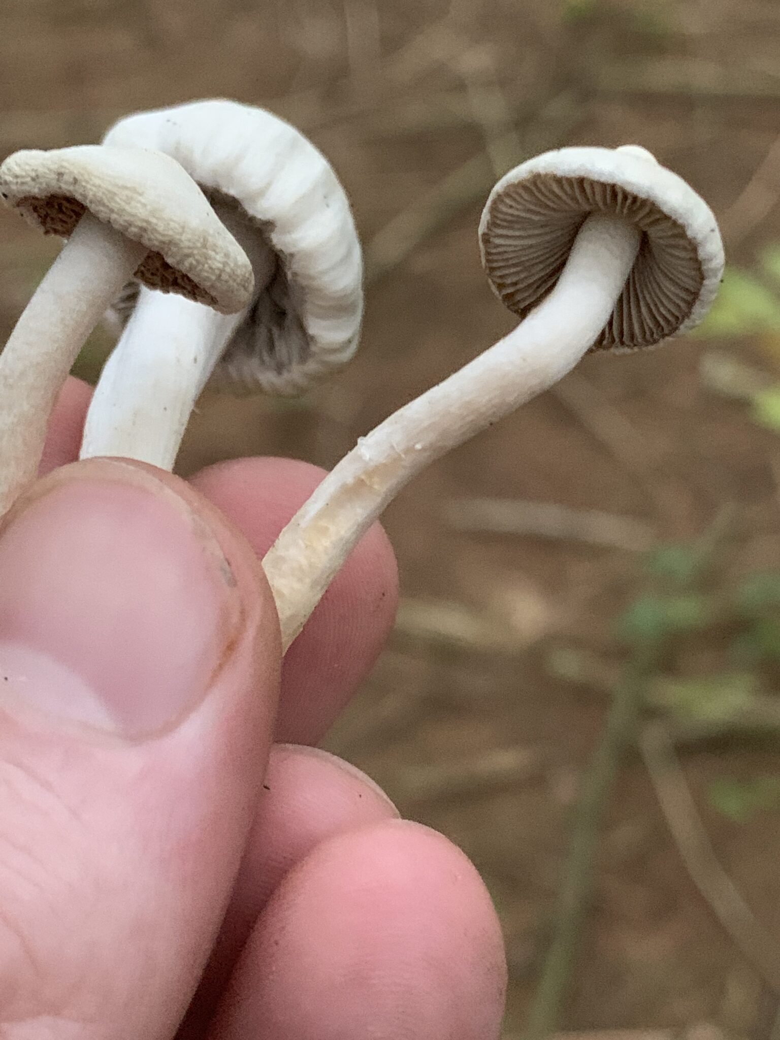 Inocybe geophylla ( White Fibrecap ) - Mushrooms of CT
