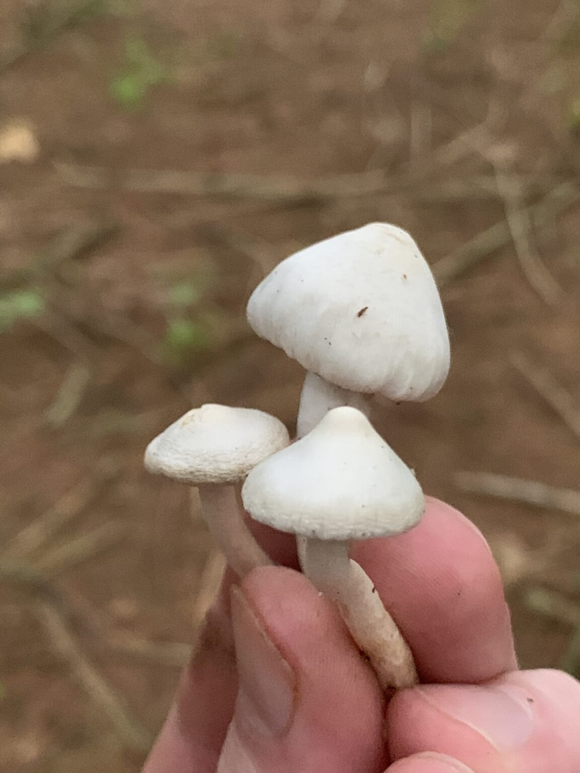 Inocybe geophylla ( White Fibrecap ) - Mushrooms of CT