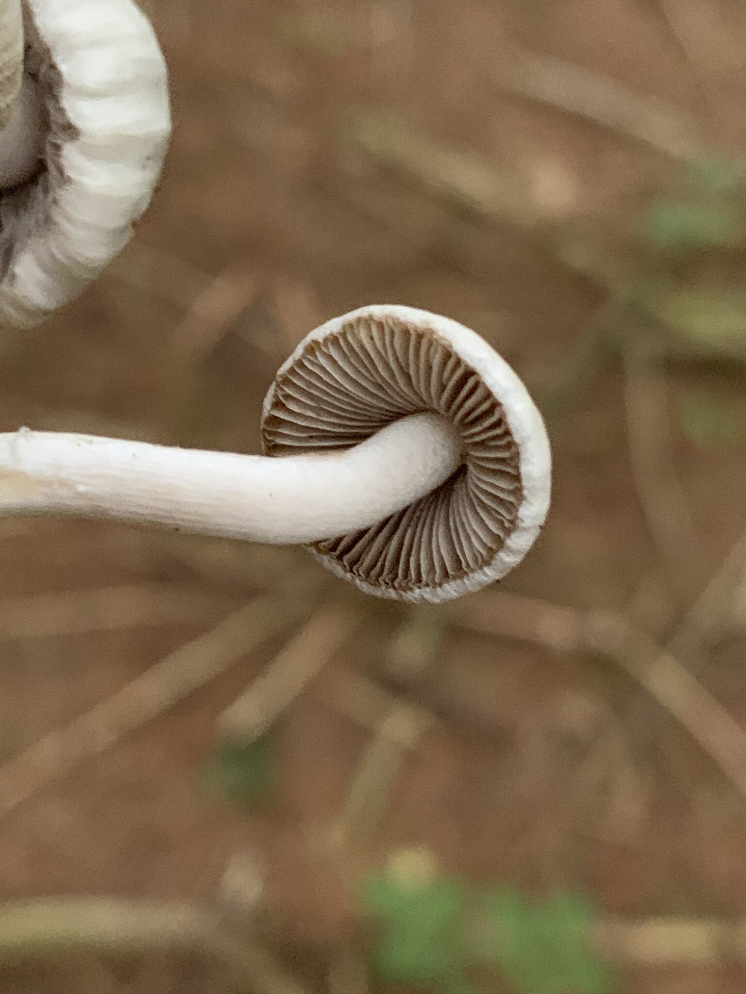 Inocybe geophylla ( White Fibrecap ) - Mushrooms of CT