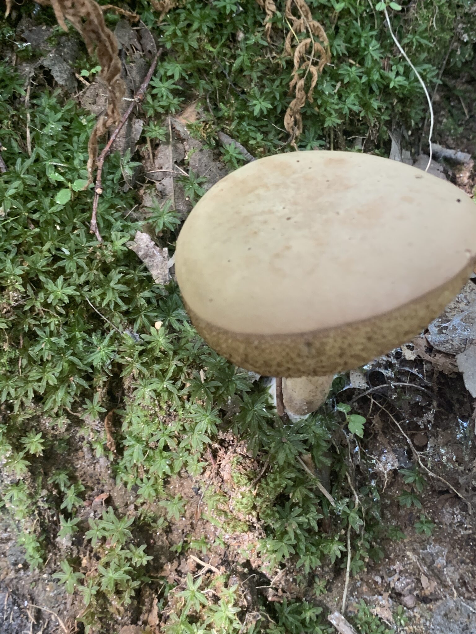 Imleria pallida ( Pallid Bolete ) - Mushrooms of CT