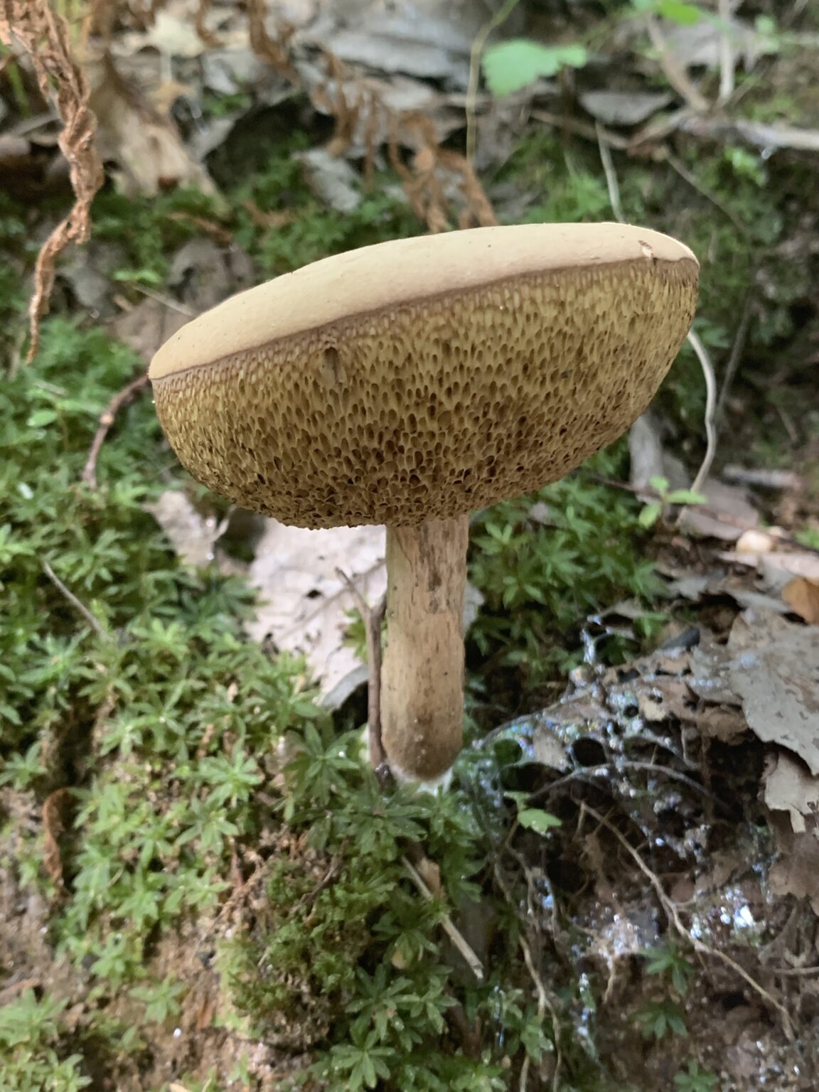 Imleria pallida ( Pallid Bolete ) - Mushrooms of CT