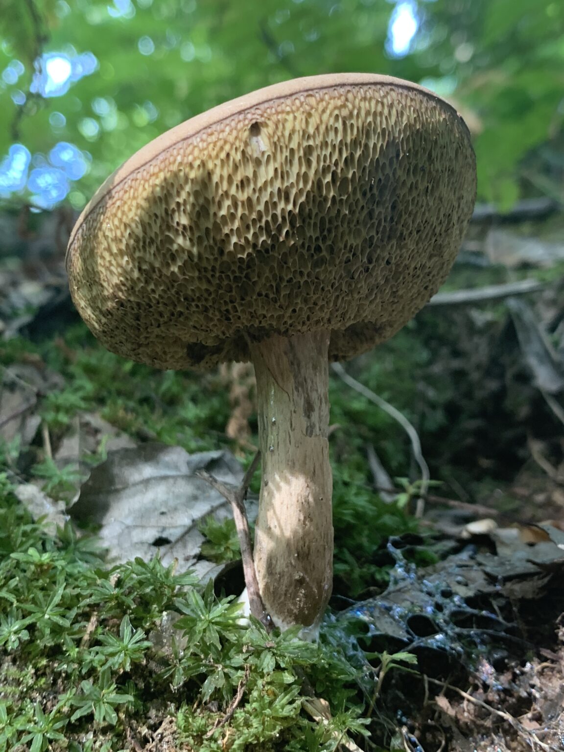 Imleria pallida ( Pallid Bolete ) - Mushrooms of CT