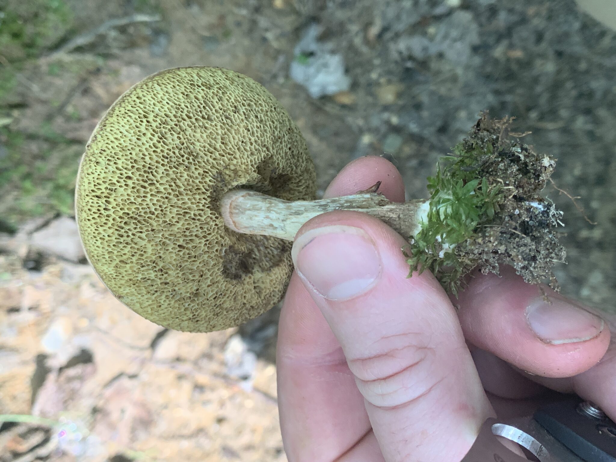 Imleria pallida ( Pallid Bolete ) - Mushrooms of CT