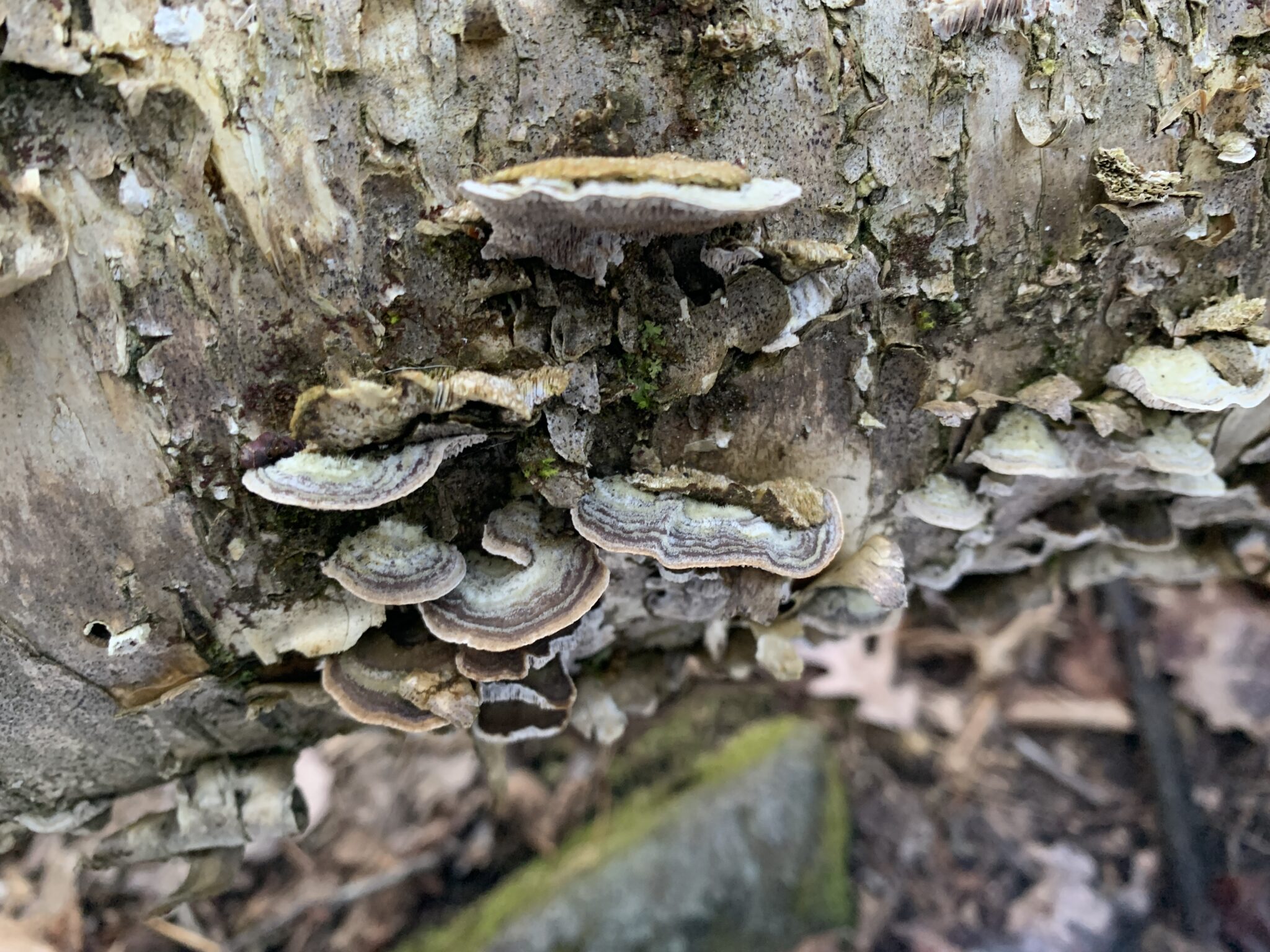 Cerrena unicolor ( Mossy Maze Polypore ) - Mushrooms of CT