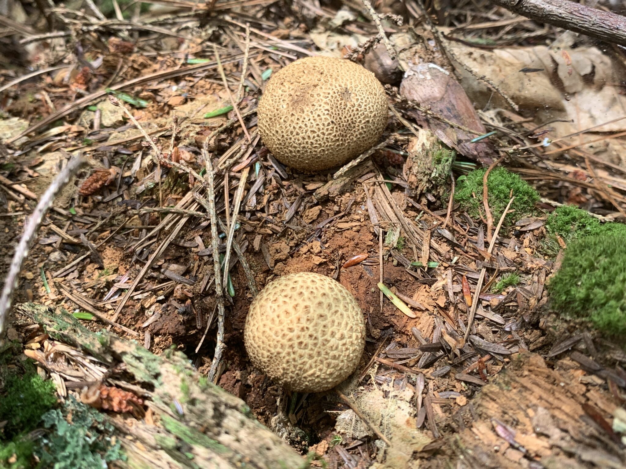 Scleroderma citrinum (Common Earthball/Poison Pigskin Puffball ...